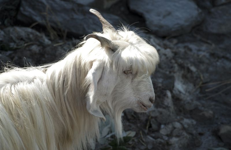 Cashmere | Read more about how we use cashmere in our garments