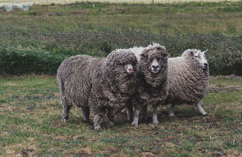Merino Wool | Read more about how we use merino wool in our garments