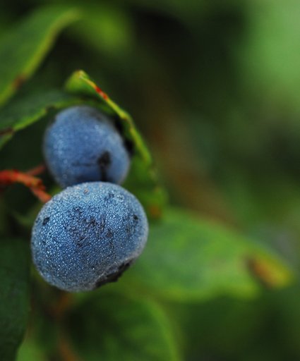 Fakta om skogsblåbær - antocyaner og vitaminer i blåbær - Medox